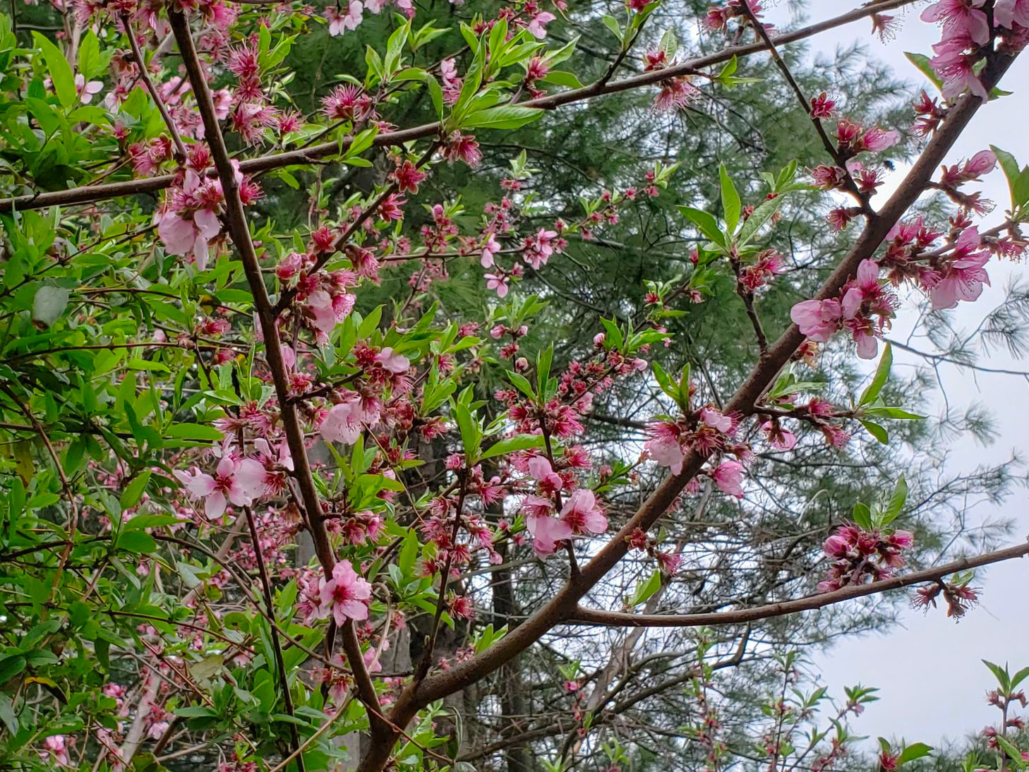 Great Grandpa Hill and Flowering Almonds | Hillside and Holler